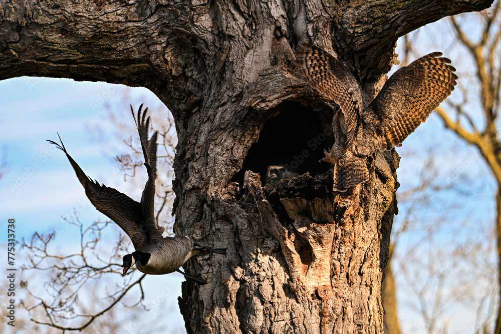 Canada Goose attempts to take over an owl nest in the cavity of a tree ...