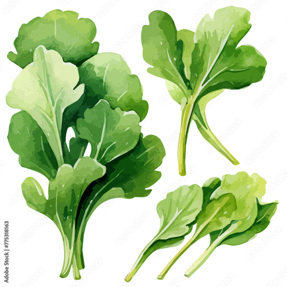 watercolor vector Painting of arugula vegetable (turnip greens ...