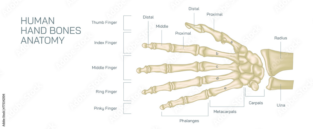 The human hand skeleton comprises multiple bones that provide structure ...