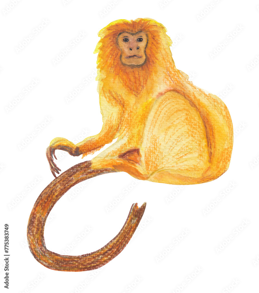 Golden Lion Tamarin Monkey Orange animal Handpainted and handdrawn ...