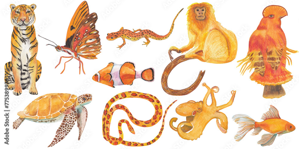 Set of orange animals Handpainted and handdrawn illustration Clipart ...