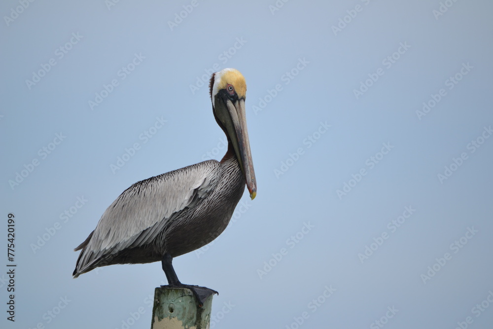 Pelican standing on top of a wood pole facing right, hazy blue sky ...