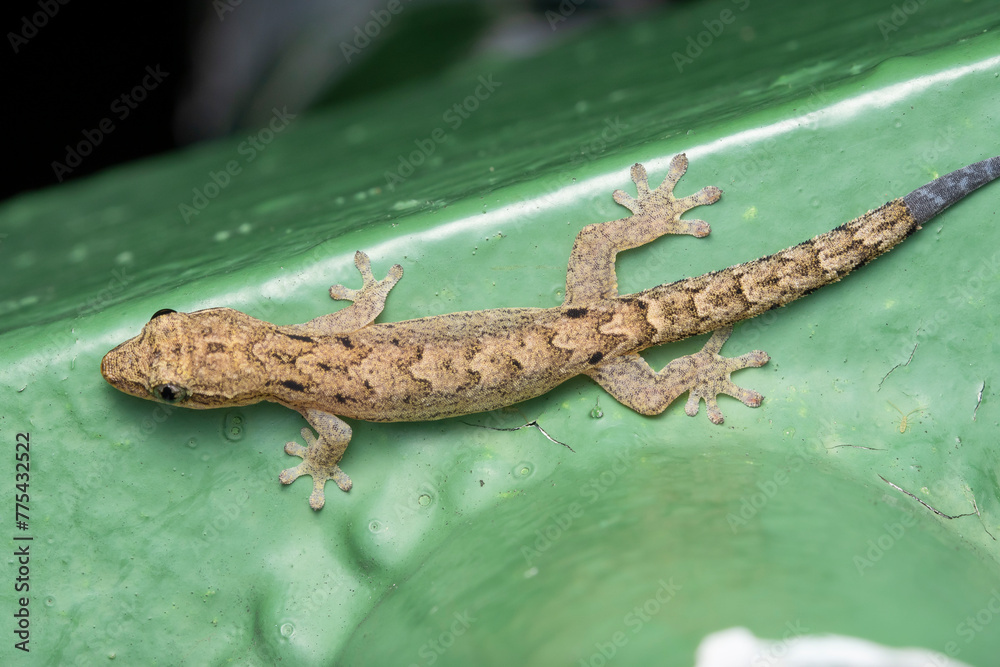 Mediterranean House Gecko (Hemidactylus turcicus) in Singapore Stock ...