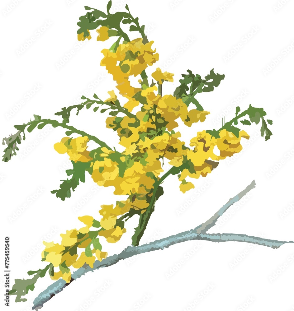 beautiful yellow flowers of Padauk Flower, with white background, The ...
