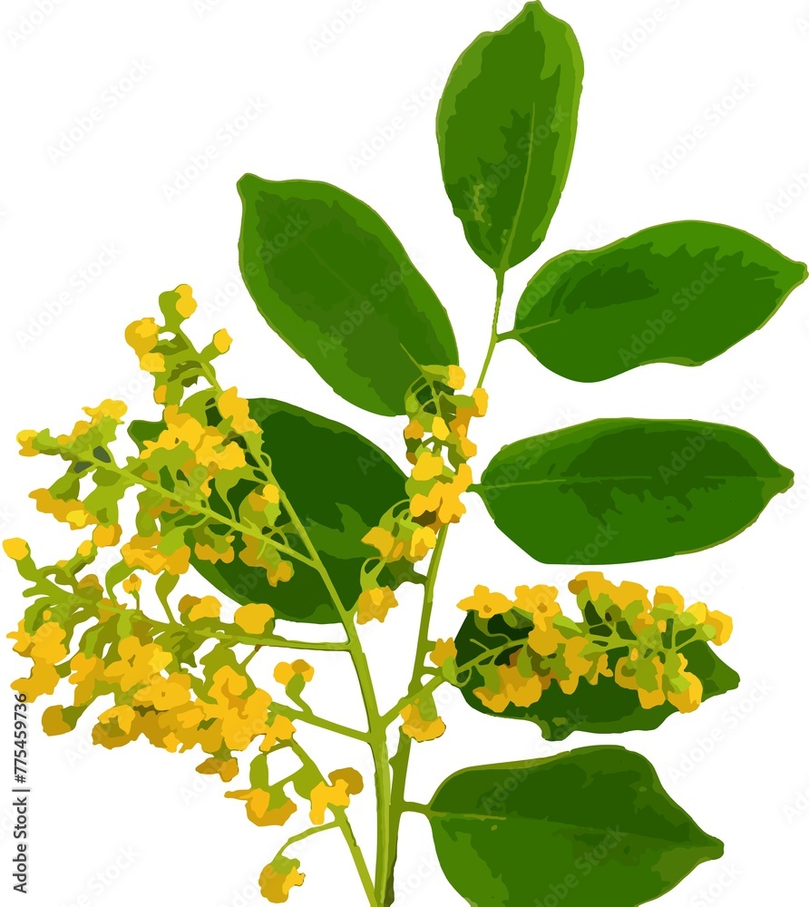 beautiful yellow flowers of Padauk Flower, and green leaf with white ...