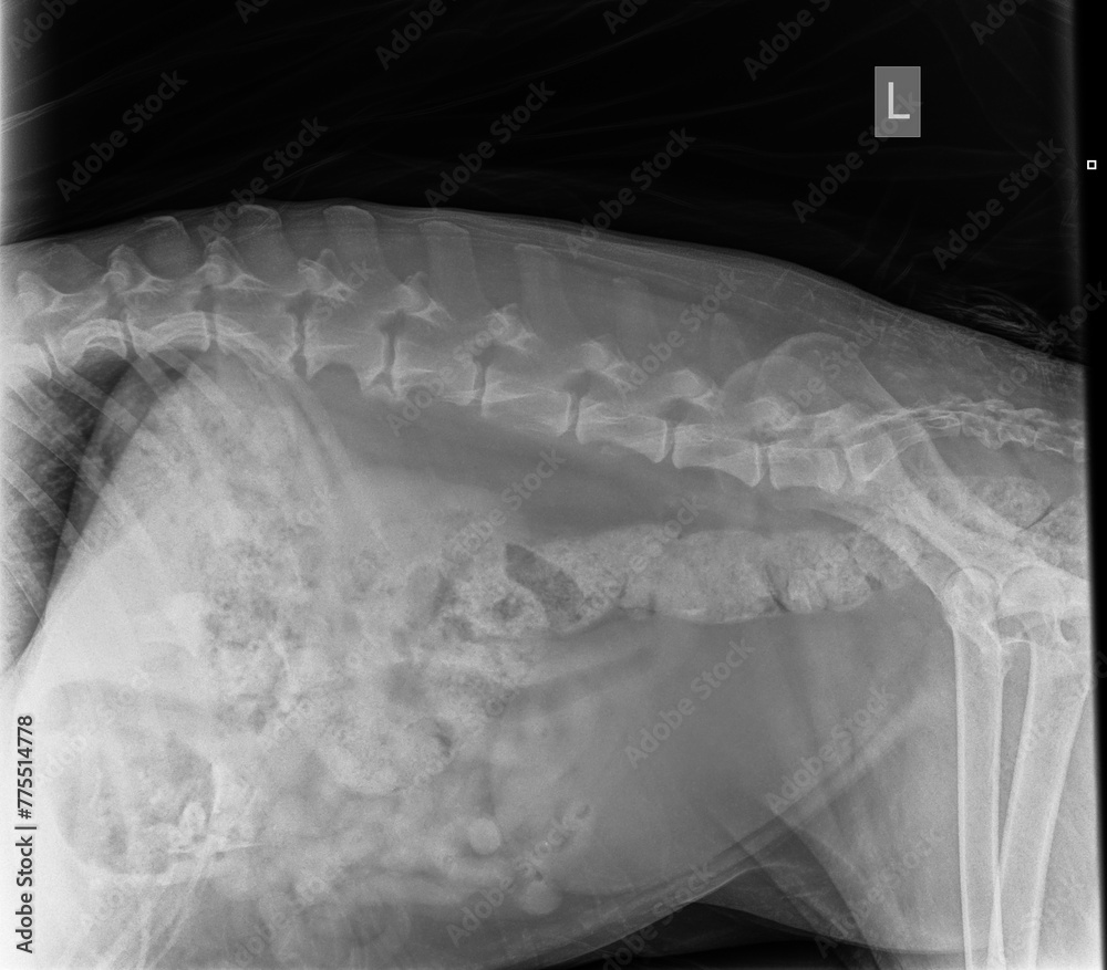 X-ray of the chest and abdominal cavity of a dog with spinal disease ...