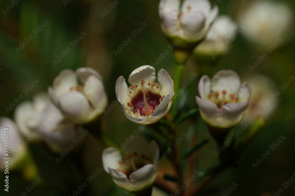 Crataegus monogyna, commonly known as the common hawthorn, is a species ...