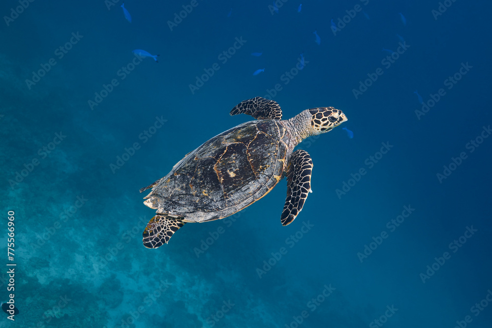 Eretmochelys imbricata Hawksbill sea turtle swimming in blue lagoon ...