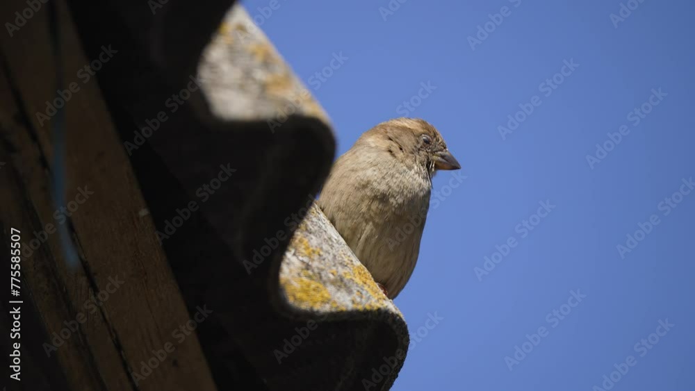 Bird Perched on Roof of Building. Sparrow sitting against blue sky ...