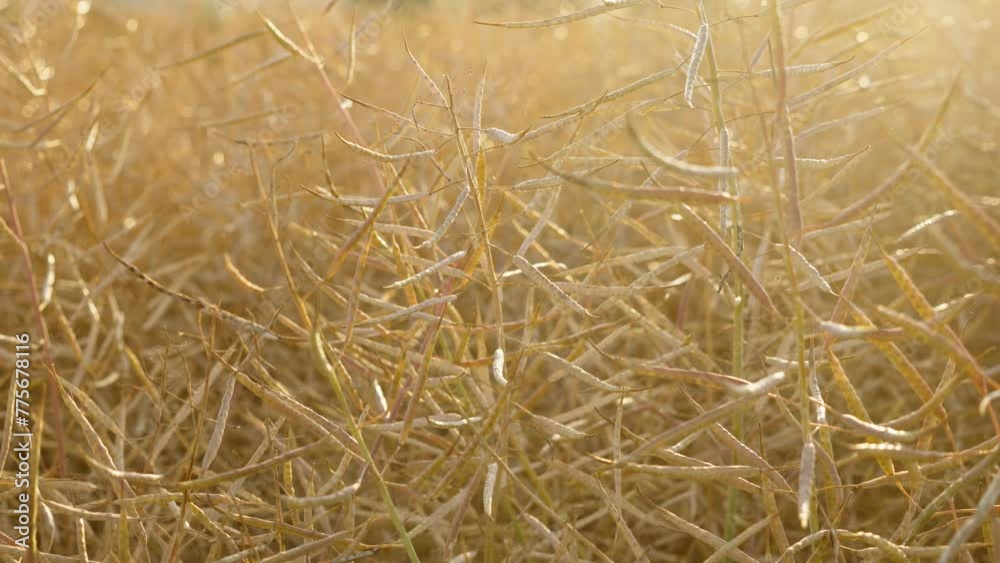 Majestic Ripe Canola Field Basking in Sunlight. Ripening oilseed at ...