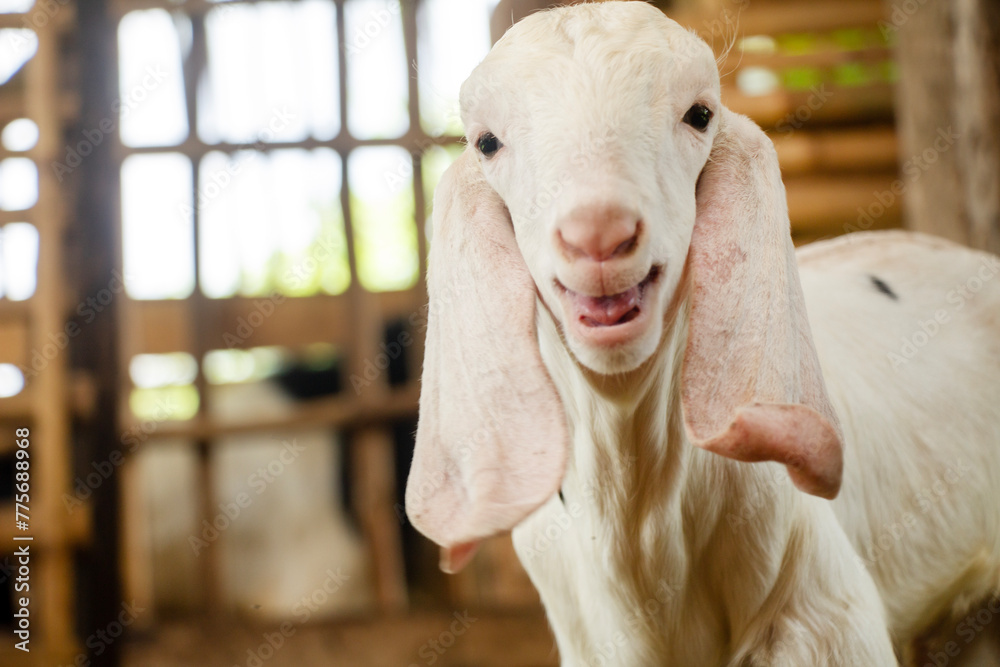 The head of a white-skinned and long-eared goat looks forward, the goat ...