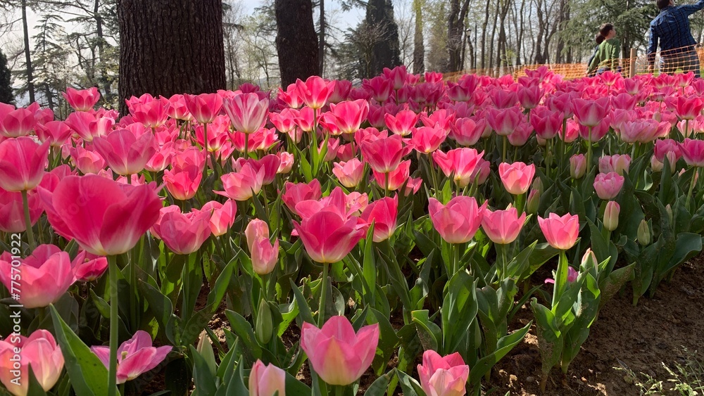 Beautiful spring garden, famous turkish park Emirgan Korusu in Istanbul ...