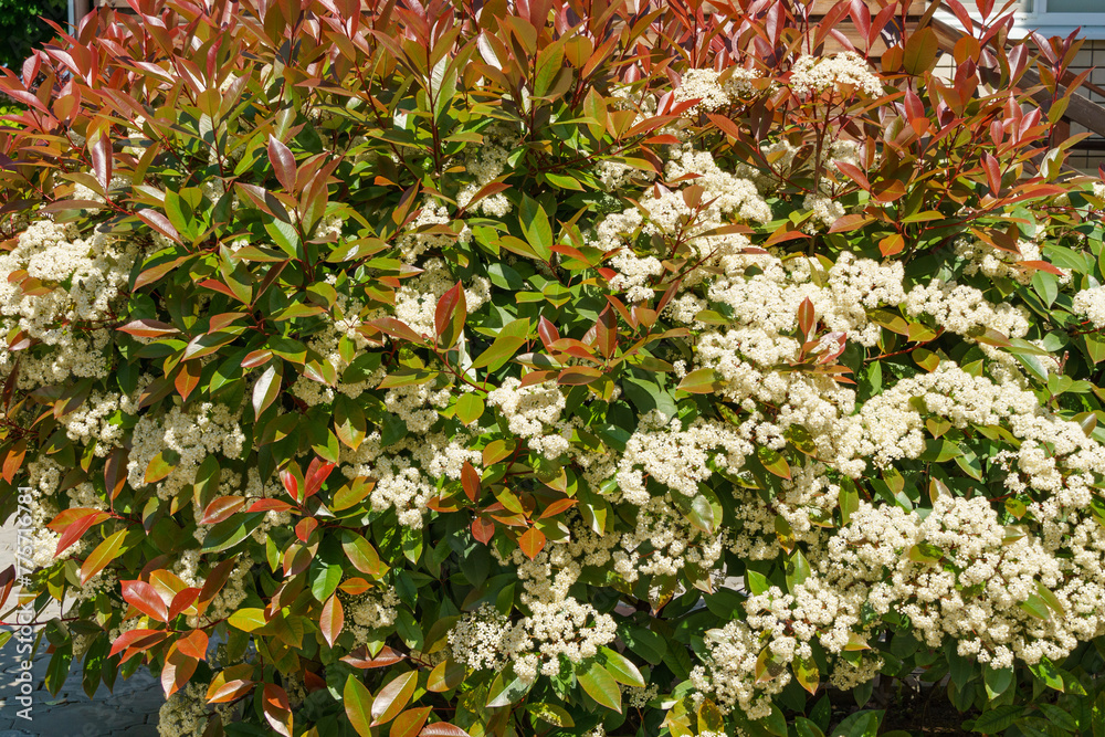 Beautiful blossom of Photinia fraseri 'Red Robin' plant. Red leaves and ...