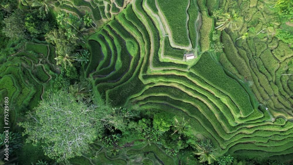 Beautiful multy-layered terraces of rice paddy fields on hill side, top ...