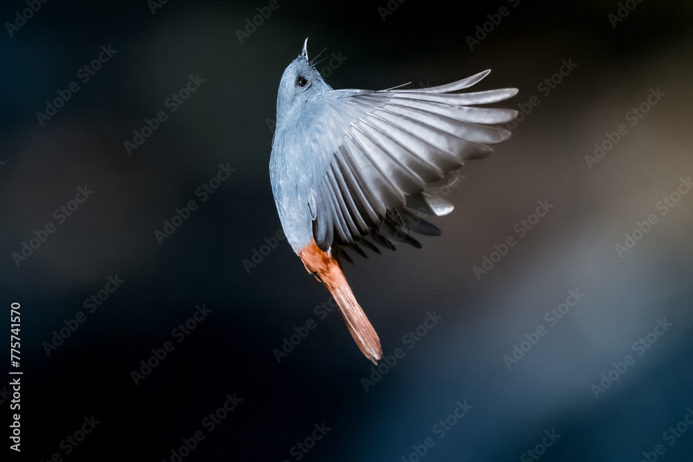 Plumbeous Redstart Yellow-brown face There are white spots on the ...