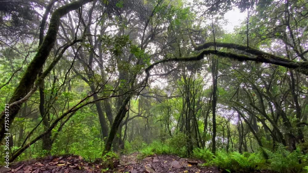 A tropical forest with a large tree at the front and a lush coloration ...