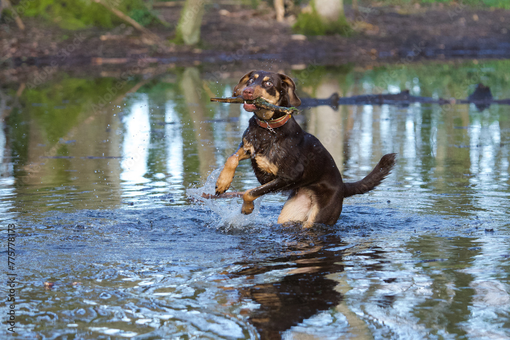 Front view of a beautiful brown mixed-breed dog with clear green eyes ...