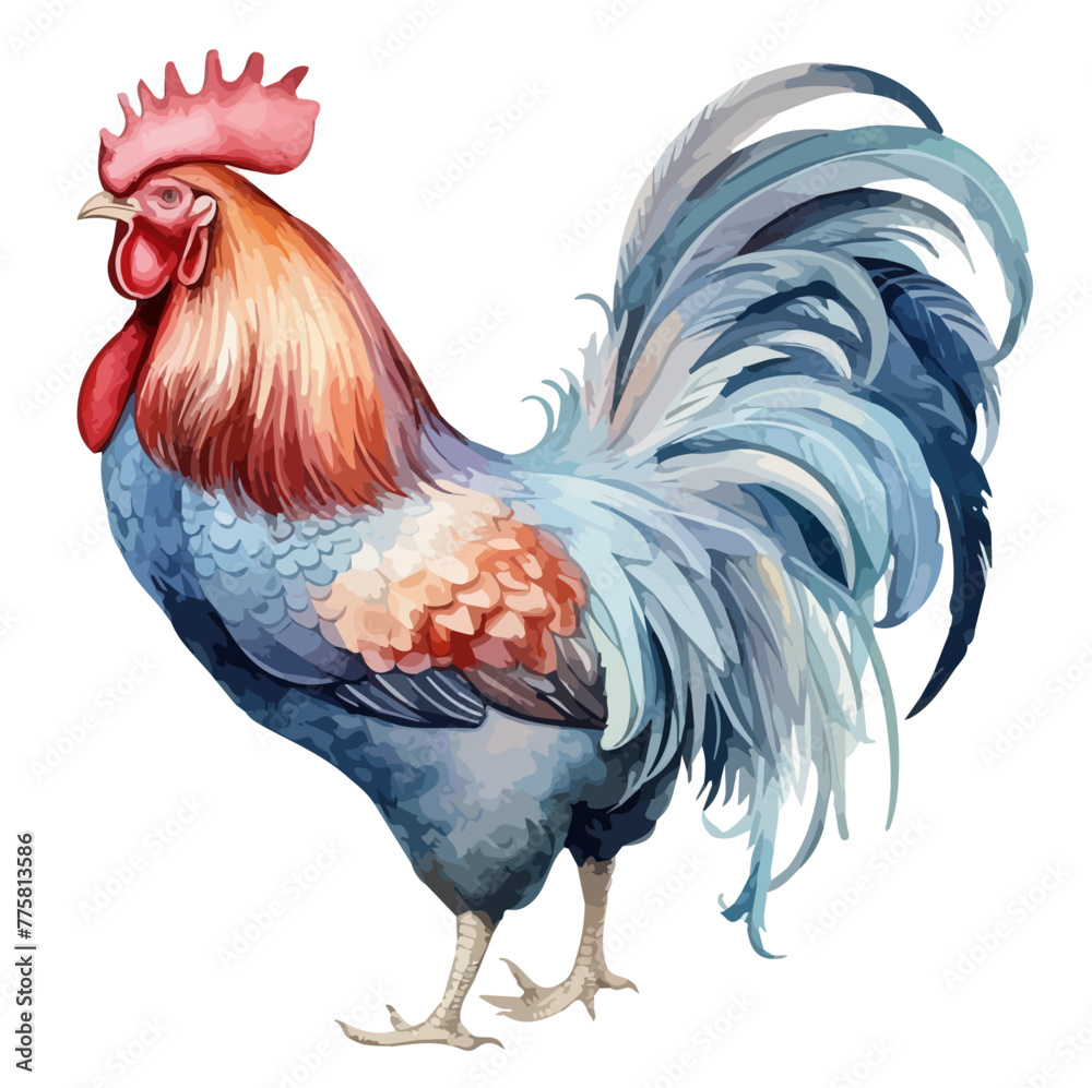 Watercolor Painting vector of a rooster standing, isolated on a white ...