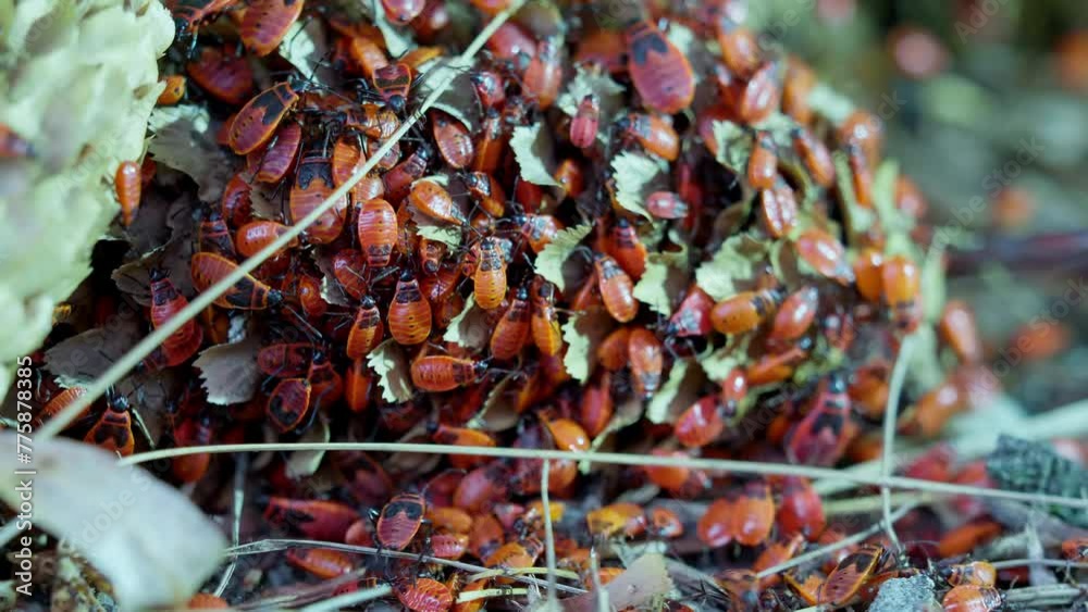 Lots of dangerous insects. Eco disaster. Milkweed bugs crawling in a ...