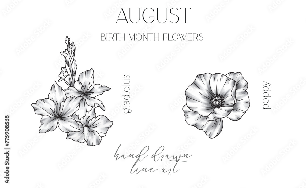 August Birth Month Flowers. Gladiolus outline isolated on white. Poppy ...