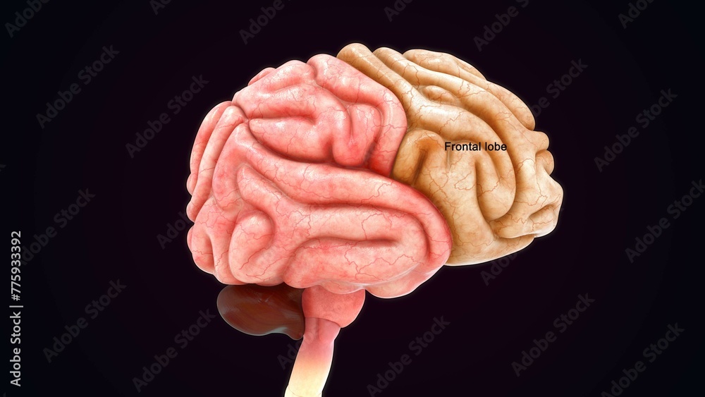 Human brain Frontal lobe 3d illustration Stock Illustration | Adobe Stock