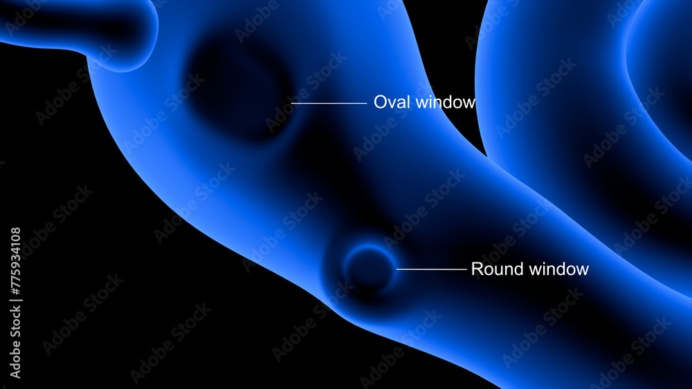 Anatomy of Human Ear Oval window Round window 3d illustrator Stock ...