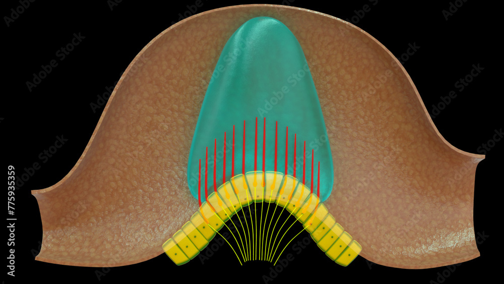 Anatomy of Human Ear crista of ampulla 3d illustrator Stock ...