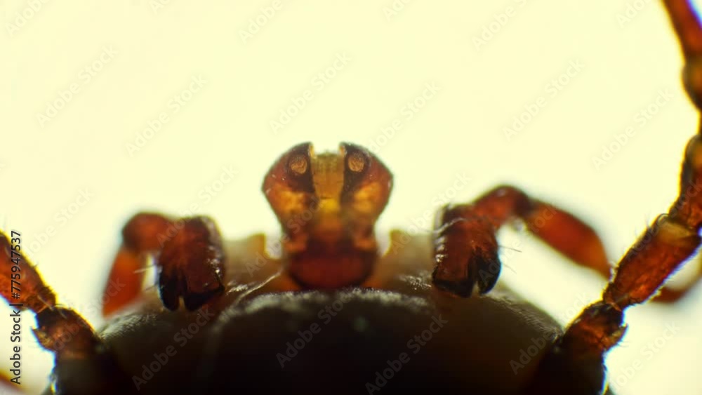 Detailed microscopic examination of a tick, showcasing its leg and head ...