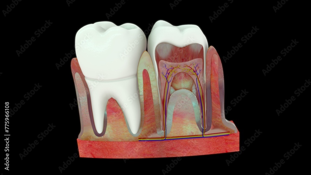 Teeth Cross section isolated in black background 3d illustration Stock ...