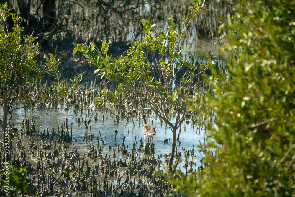 Mangrove forests in the Persian Gulf. Hara tree (Avicennia marina) main ...