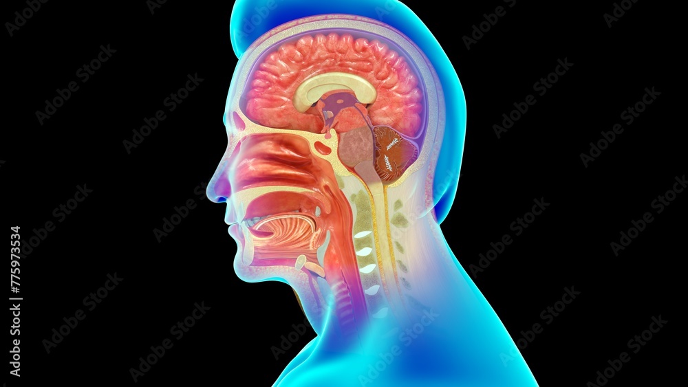 Buccal Cavity face cross section 3d illustration Stock Illustration ...