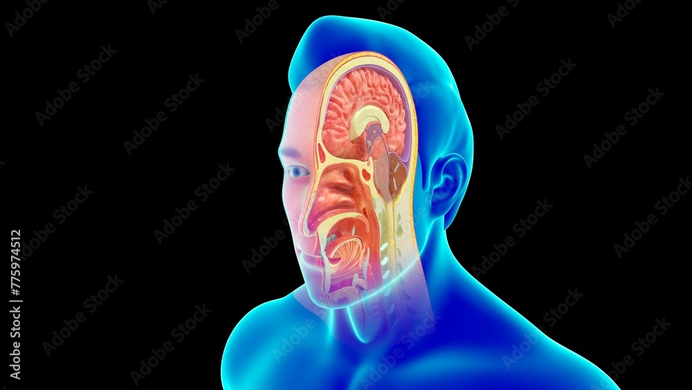 Buccal Cavity face cross section 3d illustration Stock Illustration ...