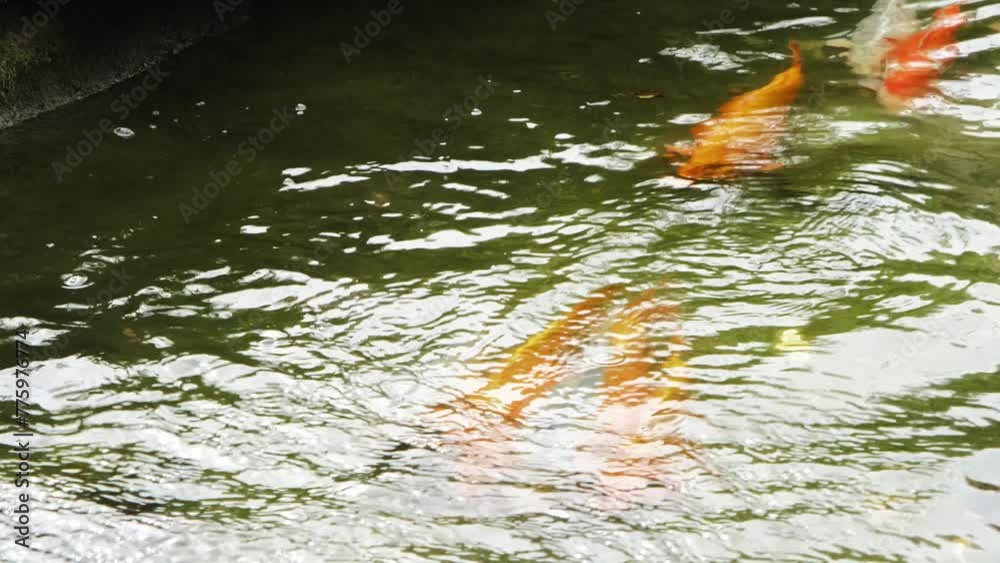 Koi fish are swimming in the pond happily, Multicolor koi fish close up ...