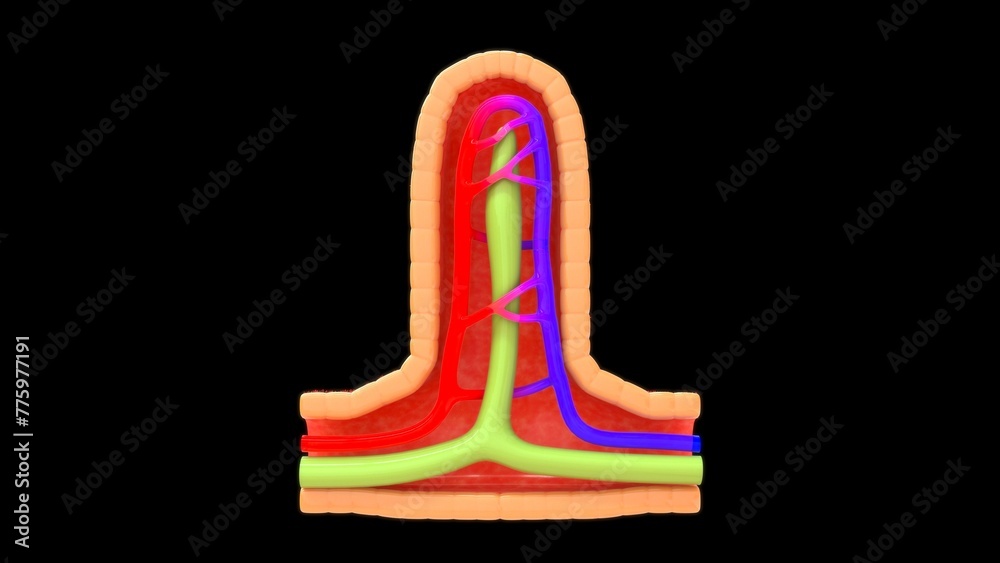 Villi Cross section isolated in black background 3d illustration Stock ...