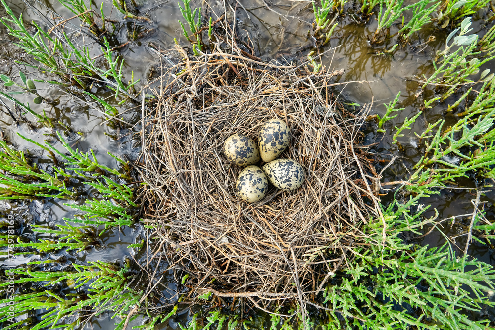 Birds of salty marshes. Helium. Black-winged stilt (Himantopus ...