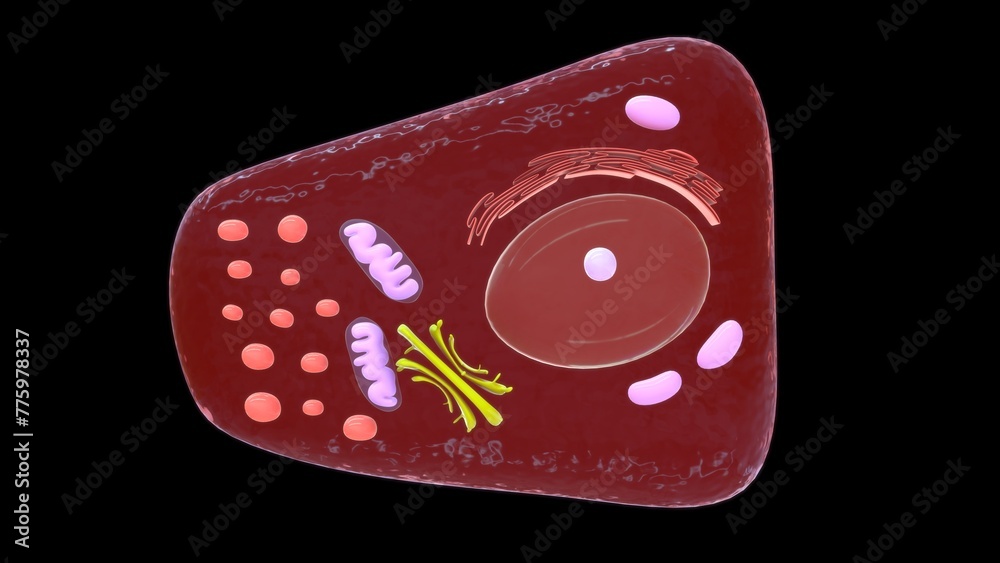 Foveolar cell or surface mucous cell of the stomach wall, secretes ...