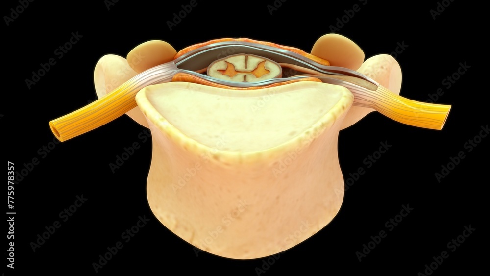 vertebral column with spinal cord cross section 3d illustration Stock ...