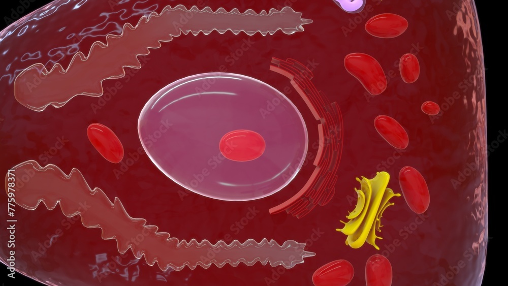 Foveolar cell or surface mucous cell of the stomach wall, secretes ...