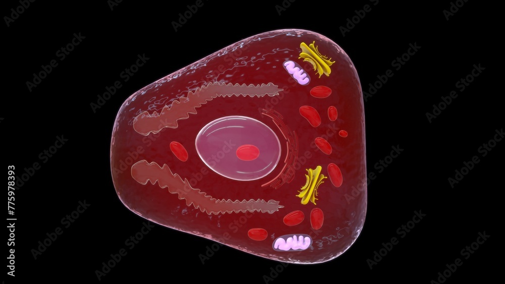 Foveolar cell or surface mucous cell of the stomach wall, secretes ...