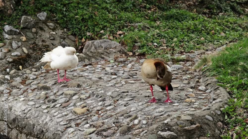 Vidéo Stock Two beautiful elegant wild ducks, white and brown with red ...