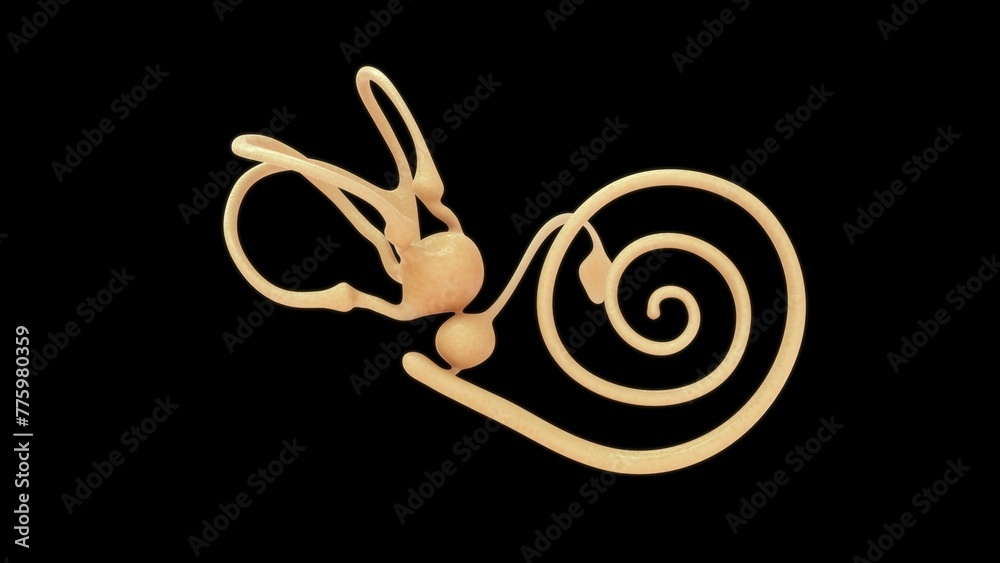 Endolymph is a physiological fluid that fills the inner ear's 3d ...