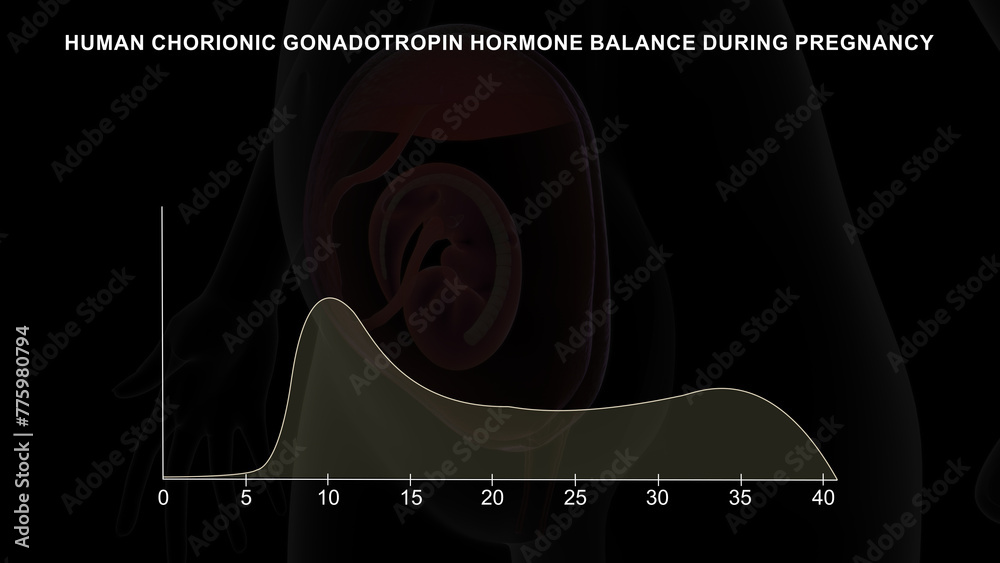 Human chorionic gonadotropin hormone balance during pregnancy graph 3d ...