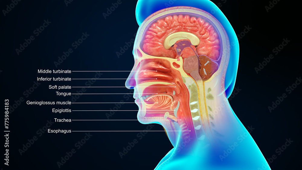 Buccal cavity (The mouth is an oval-shaped cavity inside the skull ...