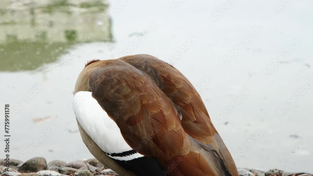 One beautiful elegant wild brown duck stands on shore of a pond and ...