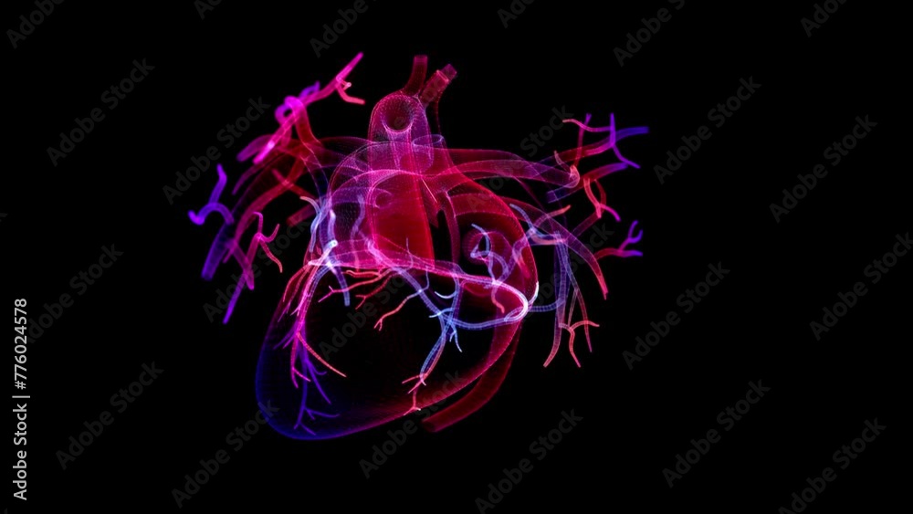 Human circulatory system. Heart beat anatomy animation. Motion ...