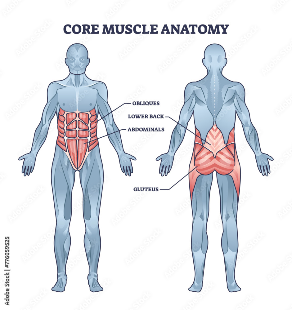 Core muscle anatomy with obliques, abdominals, lower back and gluteus ...