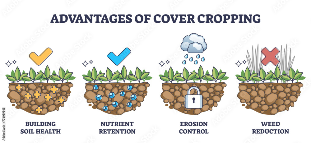 Cover crops cultivation or growing advantages for soil health outline ...