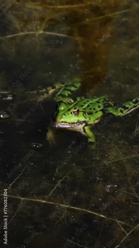 Slow motion of marsh frog (Pelophylax ridibundus) jumping, catching and ...