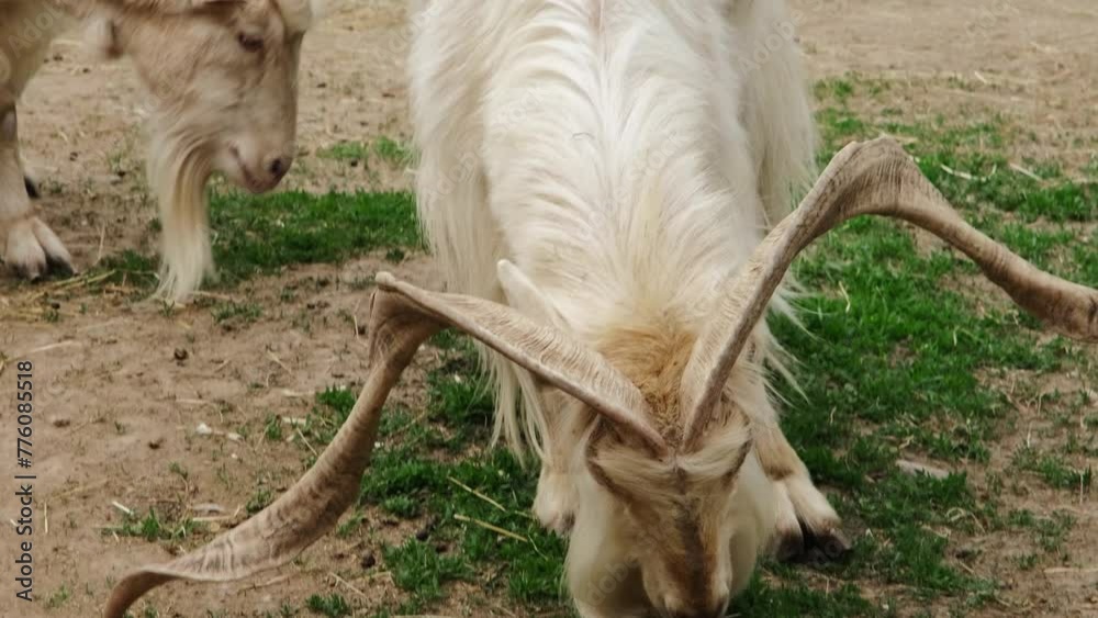 Two shaggy white goats with big branching horns in zoo. Farm animals ...