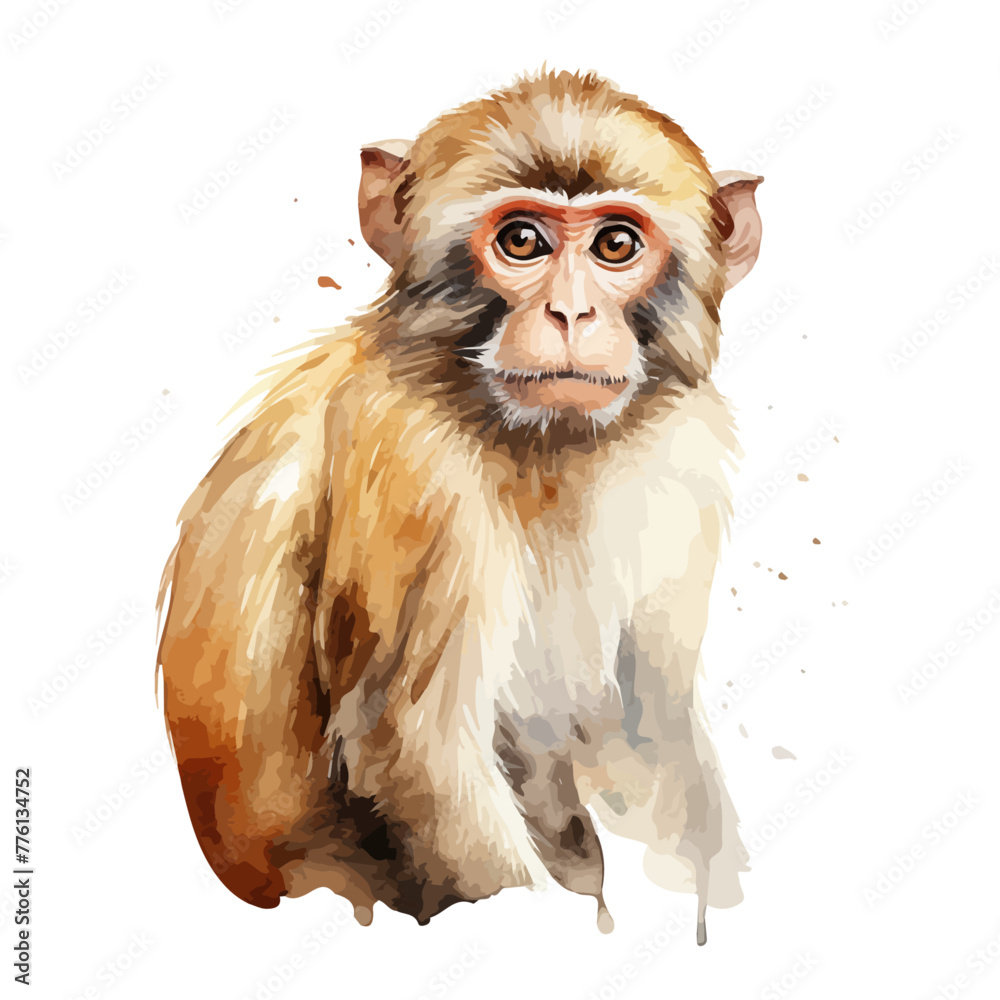 Watercolor painting of a monkey, isolated on a white background ...